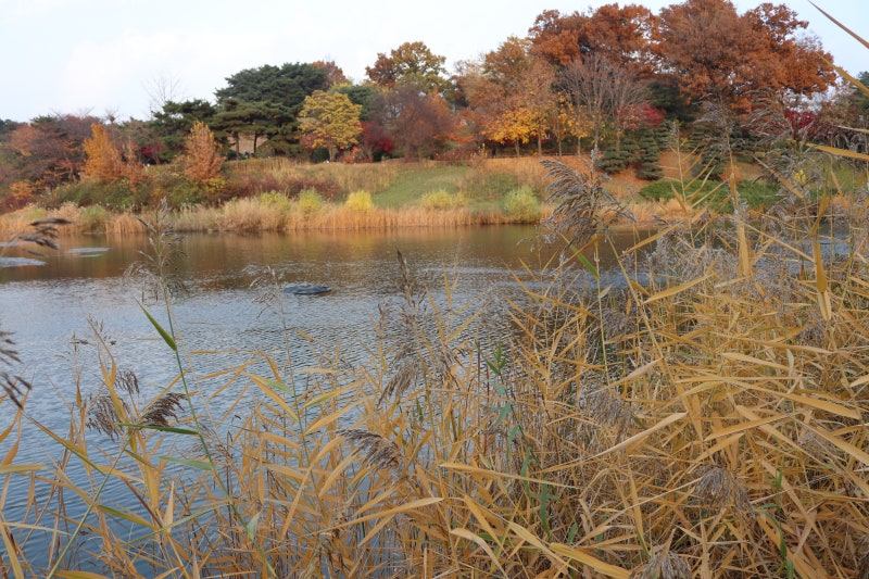 의료기기 STED(Summary Technical Documentation)의 구성 : 네이버 블로그