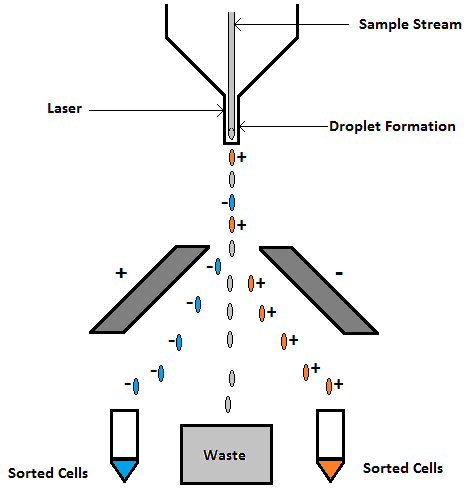 [검사원리] Flow cytometry, FACS 분석(2) : 네이버 블로그