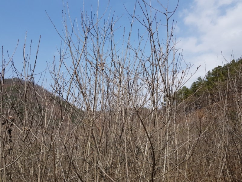 잘라진 나뭇가지로 나비와 별 자연물 만들기 그리고 개암나무 열매 줍기 네이버 블로그