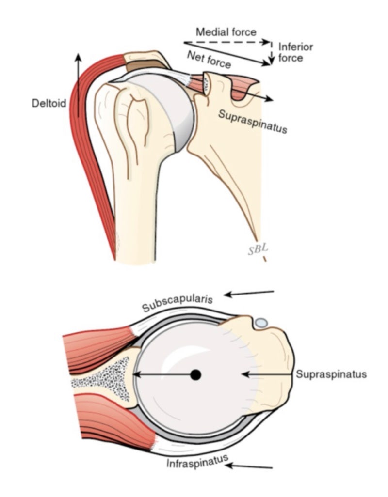 SLAP(Shoulder Superior Labrum Anterior to Posterior) Lesion - 어깨 상부 관절 ...