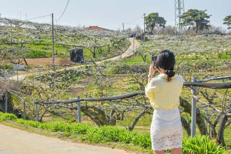 봄여행 천안 사람없는곳 드라이브 코스 추천 성환읍 배꽃 네이버 블로그
