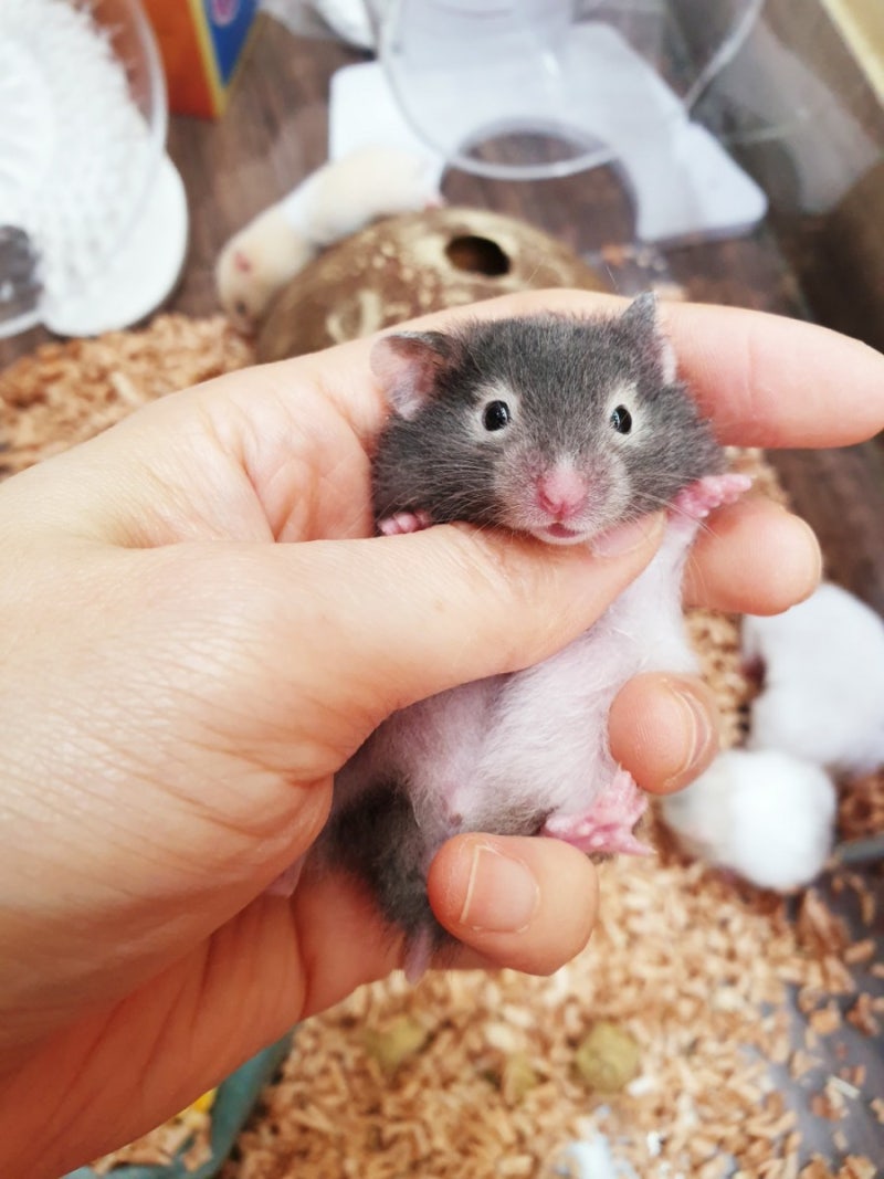 골든햄스터분양 올도브실버도브 밴디드 올블랙블랙팬더올실버세이블 네이버 블로그