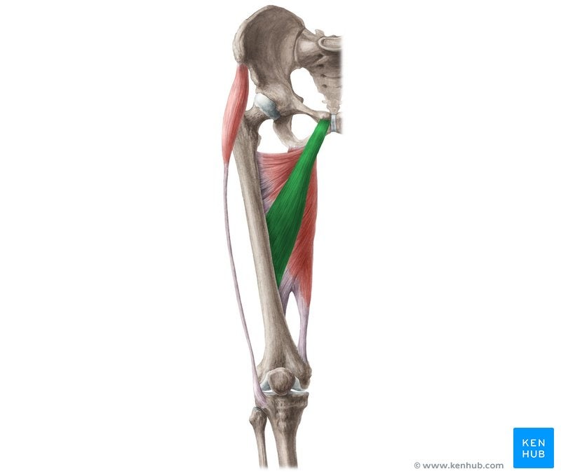 Adductor Group (내전근 군)[긴모음근 adductor longus, 짧은모음근 adductor brevis ...