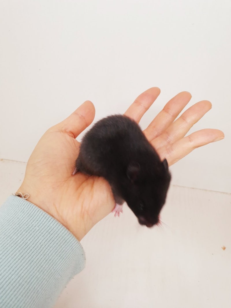 골든햄스터분양 올도브실버도브 밴디드 올블랙블랙팬더올실버세이블 네이버 블로그