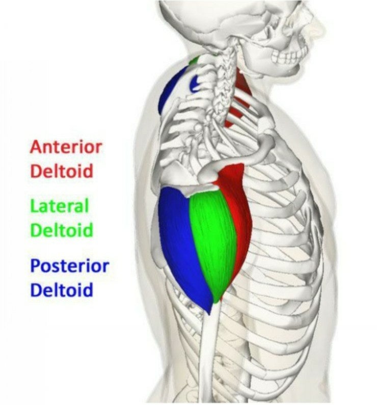 전면삼각근anterior Deltoid 삼각근 해부학 어깨세모근 어깨운동 삼각근 스트레칭 네이버 블로그