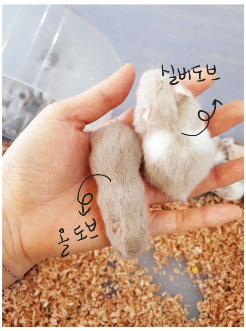 골든햄스터분양 올도브실버도브 밴디드 올블랙블랙팬더올실버세이블 네이버 블로그