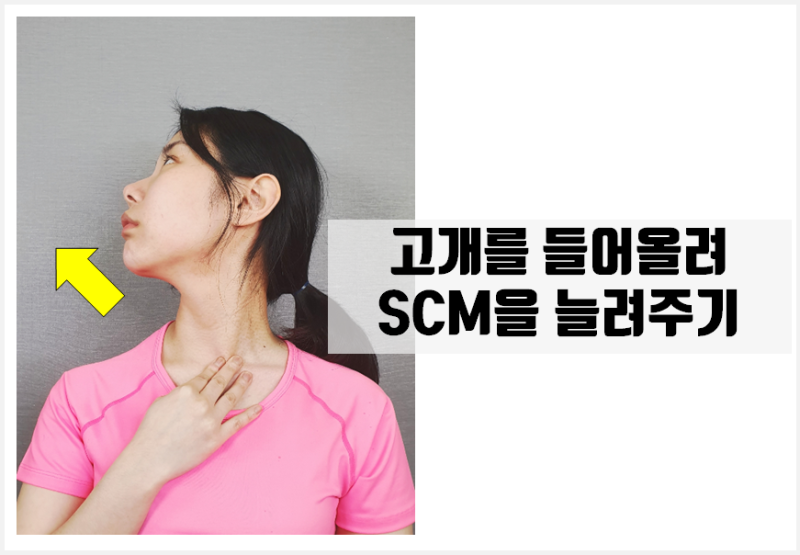 흉쇄유돌근 스트레칭 안면비대칭 자가교정 광경근 스트레칭 해부학적 처방얼굴자가교정 5탄 Scm스트레칭 목 스트레칭