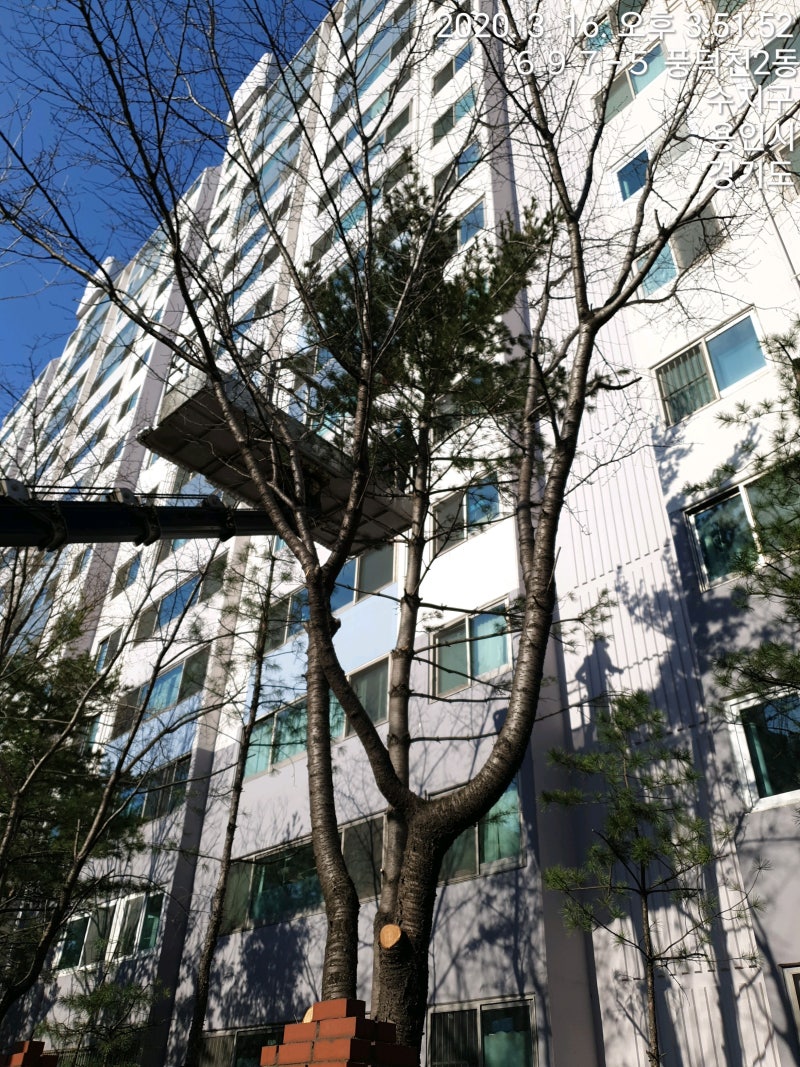 성남스카이차 아파트 나무 전지작업 조경수목 가지치기 전국 스카이차 사다리차 네이버 블로그