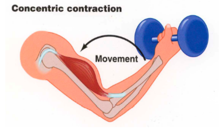 Isokinetic test - 등속성 테스트 : 네이버 블로그