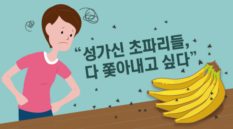 초파리 퇴치법 날파리 생기는 이유 트랩 잡는법 제거 네이버 블로그