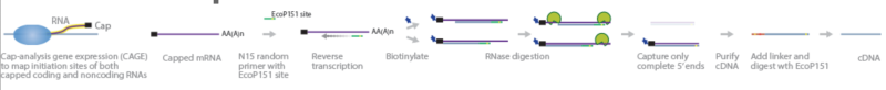 CAGE (Cap Analysis of Gene Expression) : 네이버 블로그