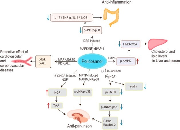 폴리코사놀 Policosanol 효능 부작용 권장량 제품 순위 네이버 블로그