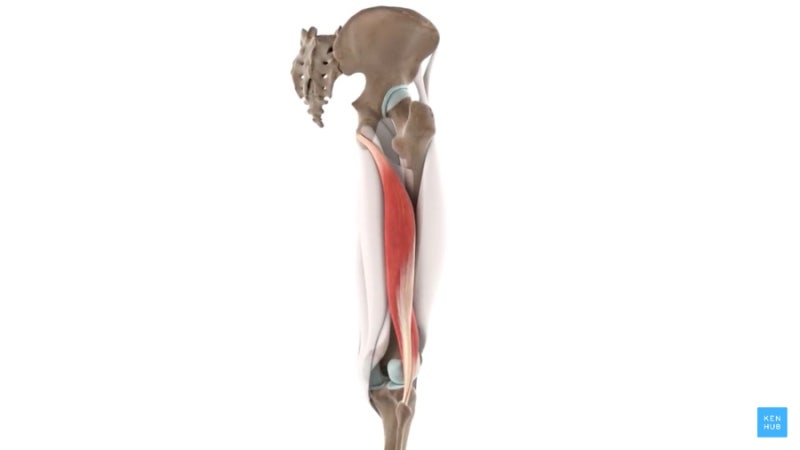 대퇴이두근 Biceps femoris(long / short head) 넙다리두갈래근(햄스트링 01) : 네이버 블로그