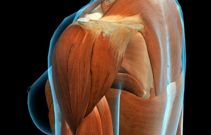 후면삼각근 Posterior Deltoid 후면삼각근 해부학어깨세모근 삼각근 통증 네이버 블로그
