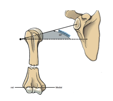 GIRD(Glenohumeral Internal Rotation Deficit) - 관절와 상완관절 내회전 결핍) : 네이버 블로그
