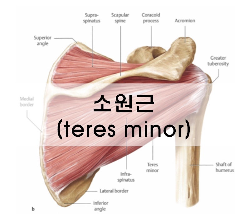 회전근개(rotator cuff) : 작은원근(teres minor) : 네이버 블로그