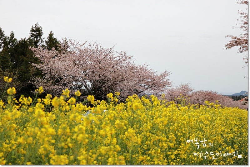 제주도 벚꽃 명소 가시리 녹산로 유채꽃 콜라보 드라이브 코스 네이버 블로그