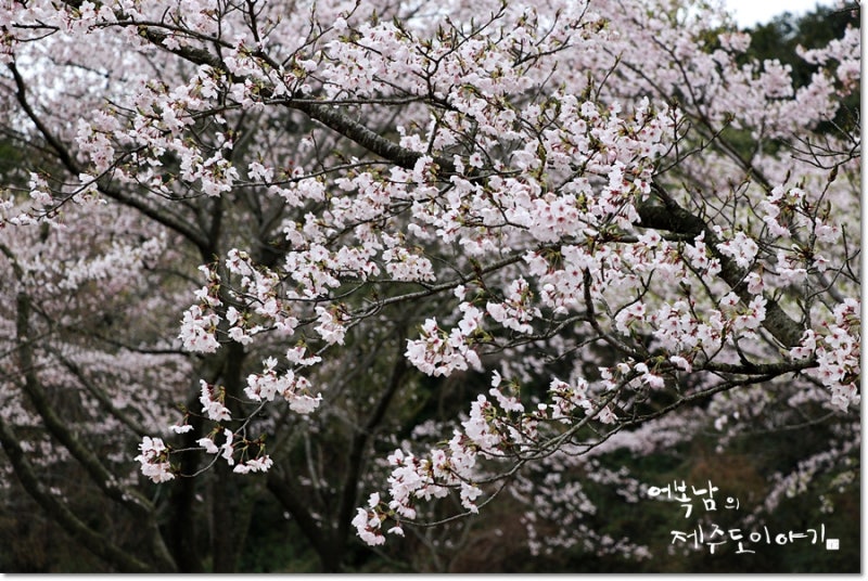 제주도 벚꽃 명소 가시리 녹산로 유채꽃 콜라보 드라이브 코스 네이버 블로그