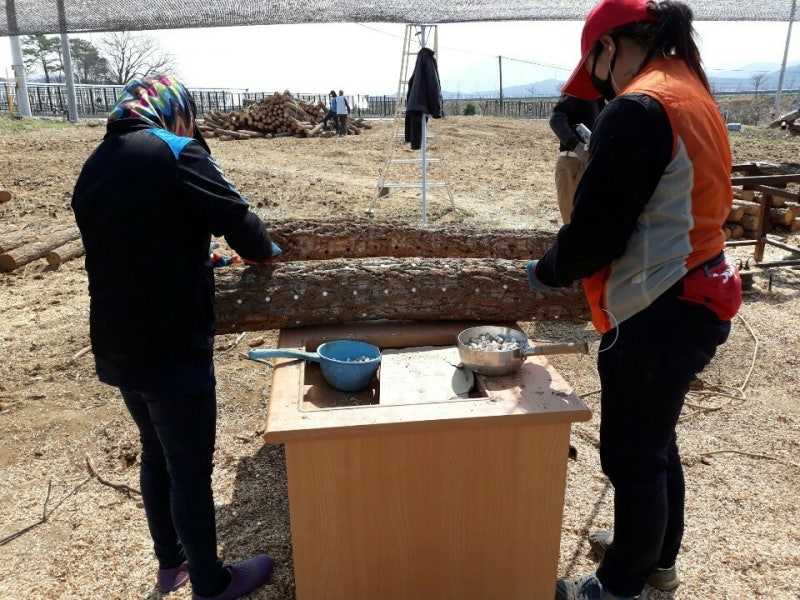 표고목표고버섯재배목표고버섯 재배방법참나무 표고버섯나무참나무 버섯나무표고버섯 수확버섯 종균표고버섯재배 네이버 블로그