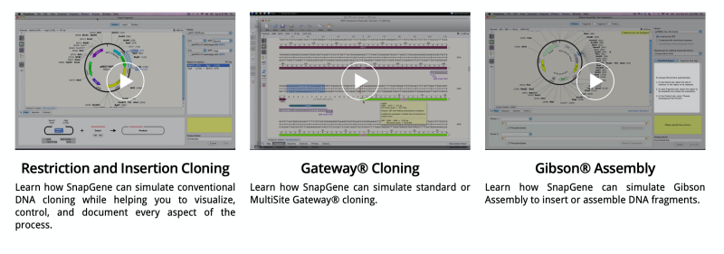 식물연구 인턴일기 :: 실험 전 필수 단계, SnapGene 소프트웨어로 Plasmid Map 미리보기 👀 : 네이버 블로그
