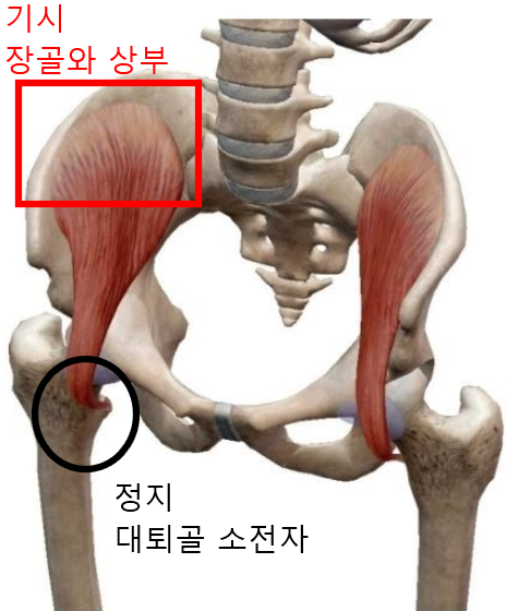 장요근 그림으로 쉽게보는 기시와정지 Iliopsoas 일리옵소아스 엉덩허리근 대요근 장골근 네이버 블로그