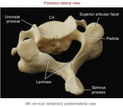 [척추] 해부학 : Vertebral Column_ Curvature, Osteology & Ligament : 네이버 블로그
