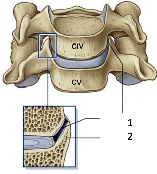 [척추] 해부학 : Vertebral Column_ Curvature, Osteology & Ligament : 네이버 블로그