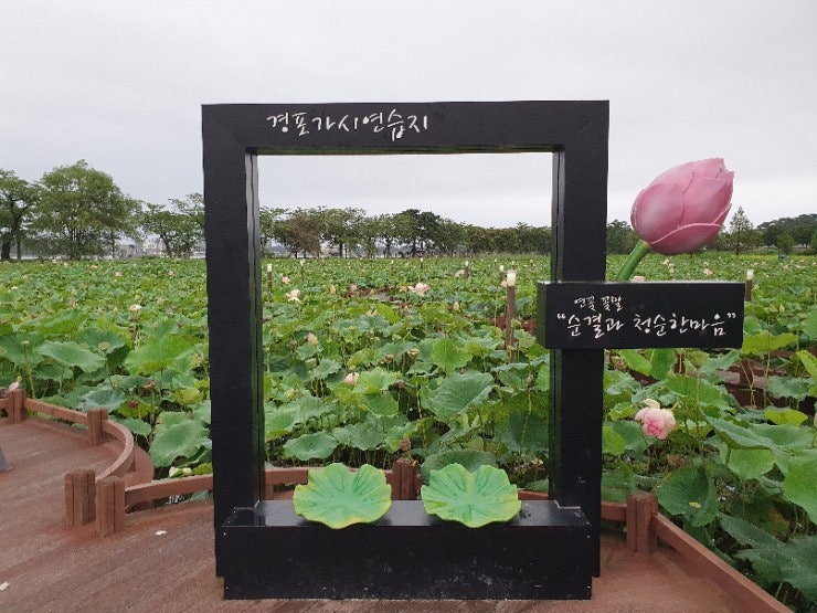 강릉여행 경포가시연습지 경포대 경포호수 네이버 블로그