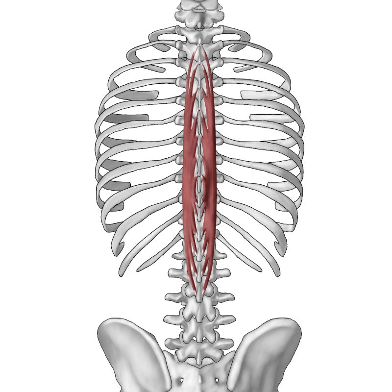 흉극근(등가시근, Spinalis Thoracis) 기시, 정지, 기능, 신경, 혈관 : 네이버 블로그