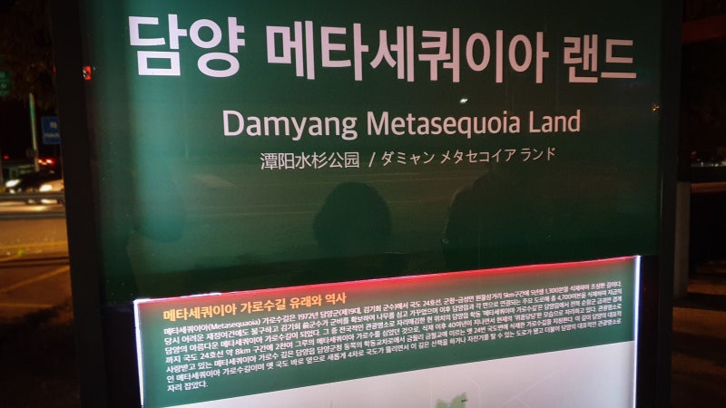 담양 메타프로방스 메타세콰이어길 메타세콰이아랜드 가로수길 야경 가볼만한곳 네이버 블로그