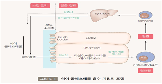 고지혈증혈중 콜레스테롤중성지방 네이버 블로그