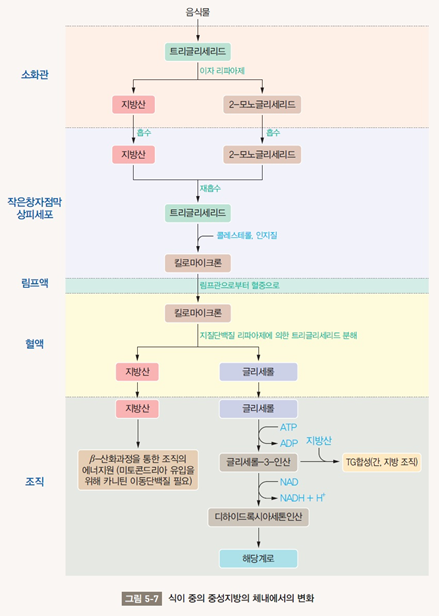 고지혈증혈중 콜레스테롤중성지방 네이버 블로그