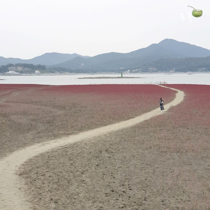 석모도 갈만한곳 칠면초 보고 보문사에서 조양방직 까지~ 네이버 블로그