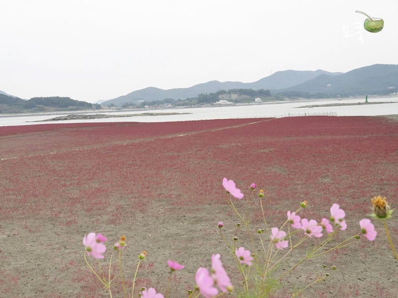 석모도 갈만한곳 칠면초 보고 보문사에서 조양방직 까지~ 네이버 블로그