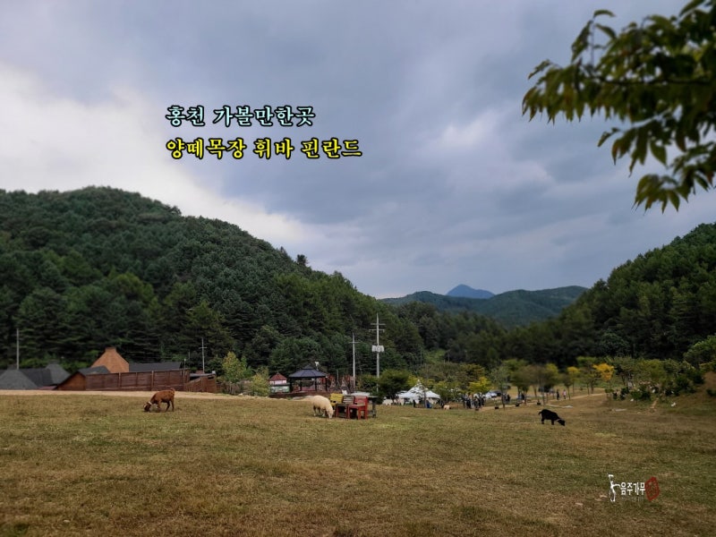 홍천 가볼만한곳 양떼목장 휘바 핀란드 네이버 블로그