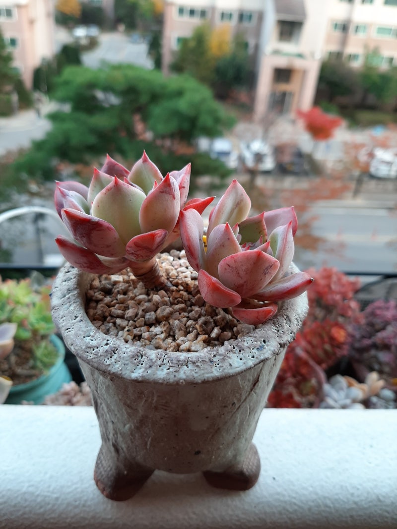 프린쎄스다육 다육이 ☆샬몬(Echeveria Shalmon),☆원종프리티 (Echeveria cv Rezry) 2020.10. ...