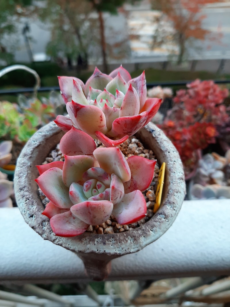 프린쎄스다육 다육이 ☆샬몬(Echeveria Shalmon),☆원종프리티 (Echeveria cv Rezry) 2020.10. ...