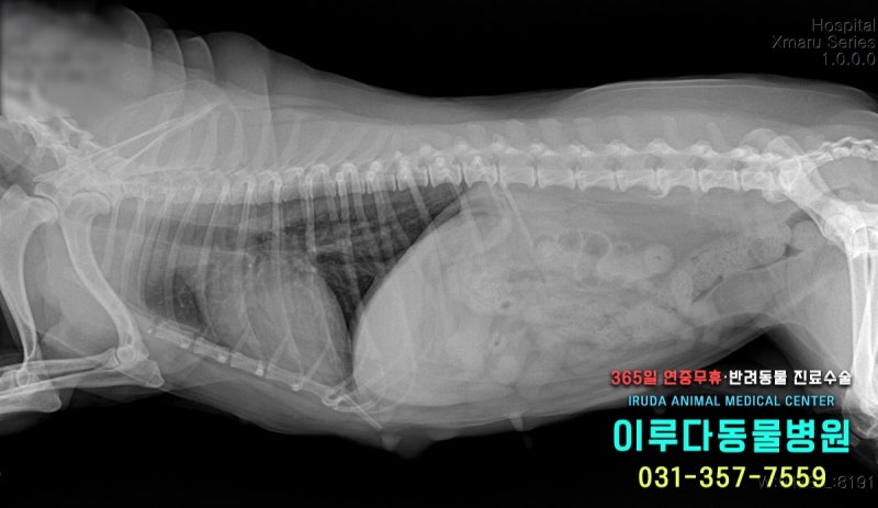 강아지 유선종양수술 자궁수종수술 중성화수술이 필요한 이유 네이버 블로그