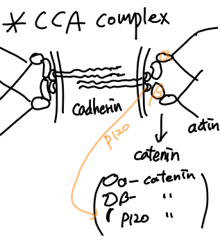 [세포생물학] 50. 부착연접(adherens junction) : 네이버 블로그