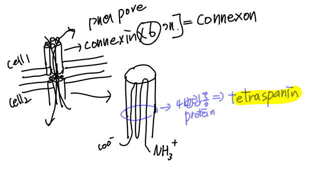 [세포생물학] 51. 데스모좀(desmosome)과 연락연접(gap junction) : 네이버 블로그