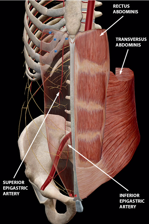 [기능해부학] 배근육(Abdominal muscles) : 네이버 블로그