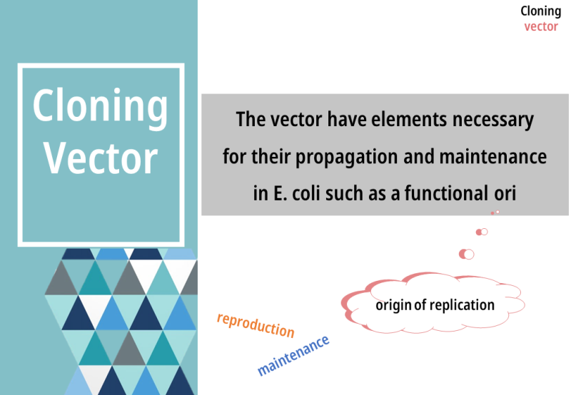 Cloning Vector 클로닝 벡터 : 네이버 블로그