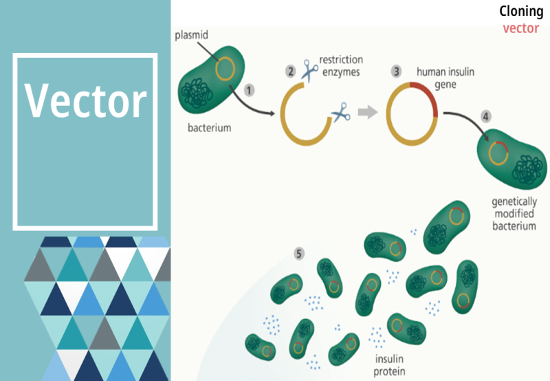 Cloning Vector 클로닝 벡터 : 네이버 블로그