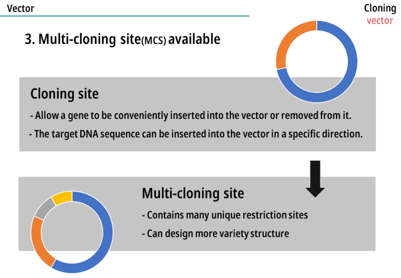Cloning Vector 클로닝 벡터 : 네이버 블로그