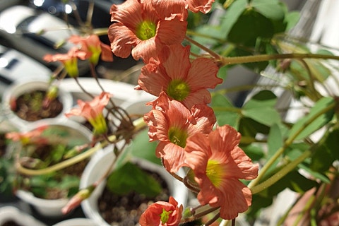[2년 전 오늘] 풍성한 크리스피플로라 Oxalis Sp. Orange var. Crisp Flora : 네이버 블로그