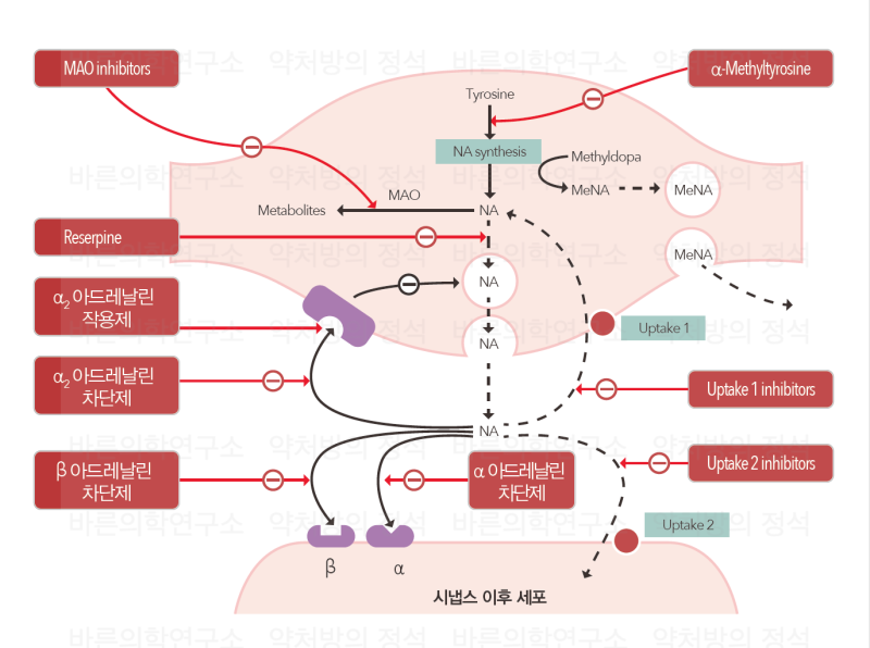 [약처방의 정석] 여러계통에 두루 사용되는 약물:아드레날린-작용제/ catecholamine/noncatecholamines ...