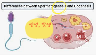 의학용어 Suffix(2) -genesis, -osis, -sy, -us, -cele, -cyesis, -cyte, -dynia ...