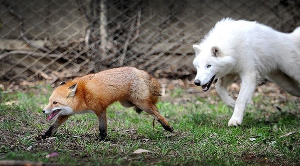 한반도의 동물들 여우 1부Animals on the Korean Peninsula: Red Fox Part 1韓半島の動物たち ...