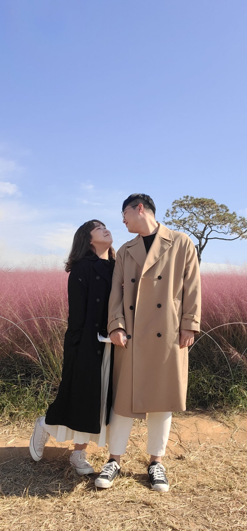 2 안성 팜랜드 핑크뮬리와 코스모스 네이버 블로그