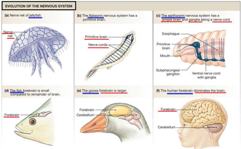 Fish Nervous System Compared To Human